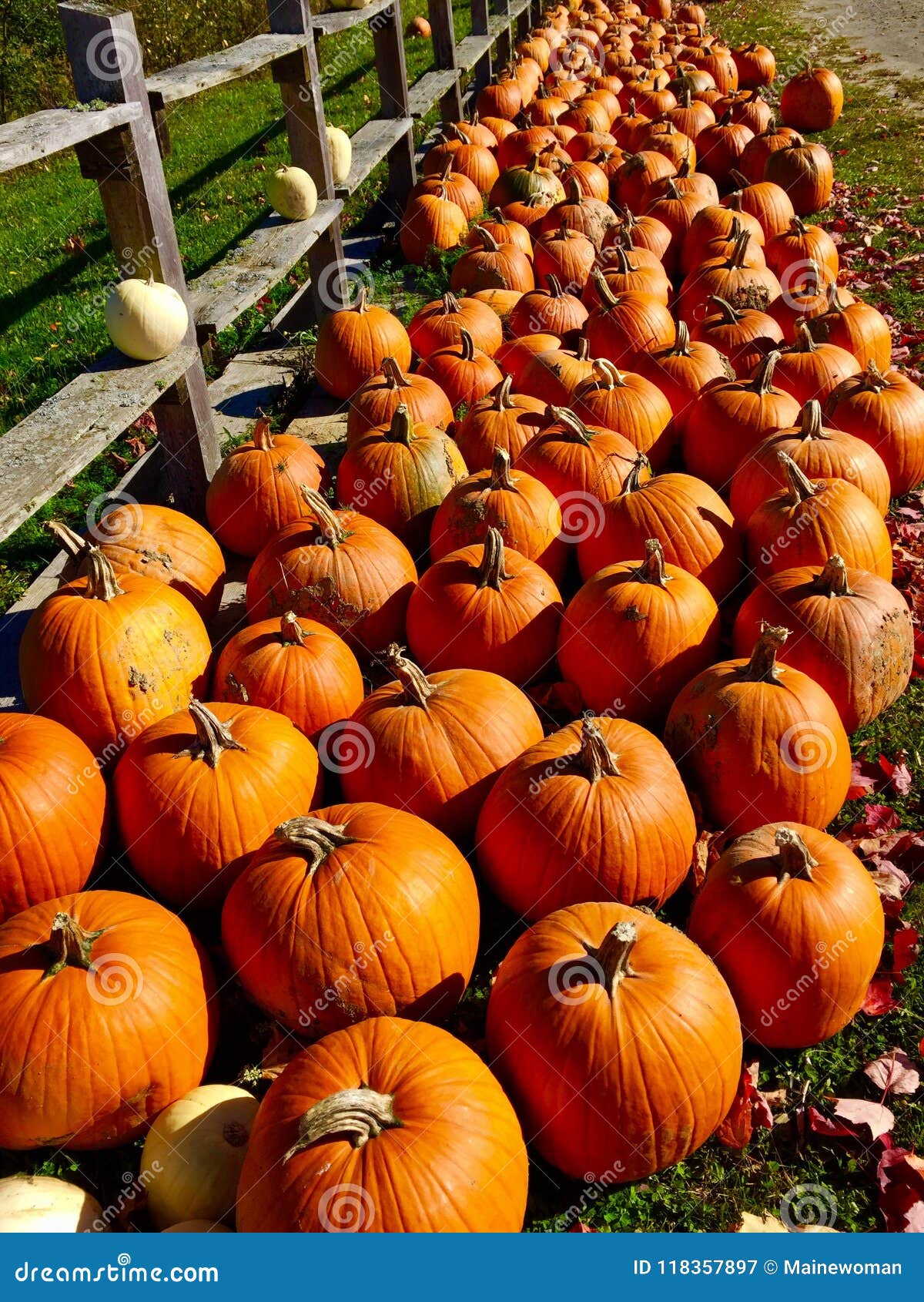 Fall pumpkins stock image. Image of farm, pumpkins, fall - 118357897