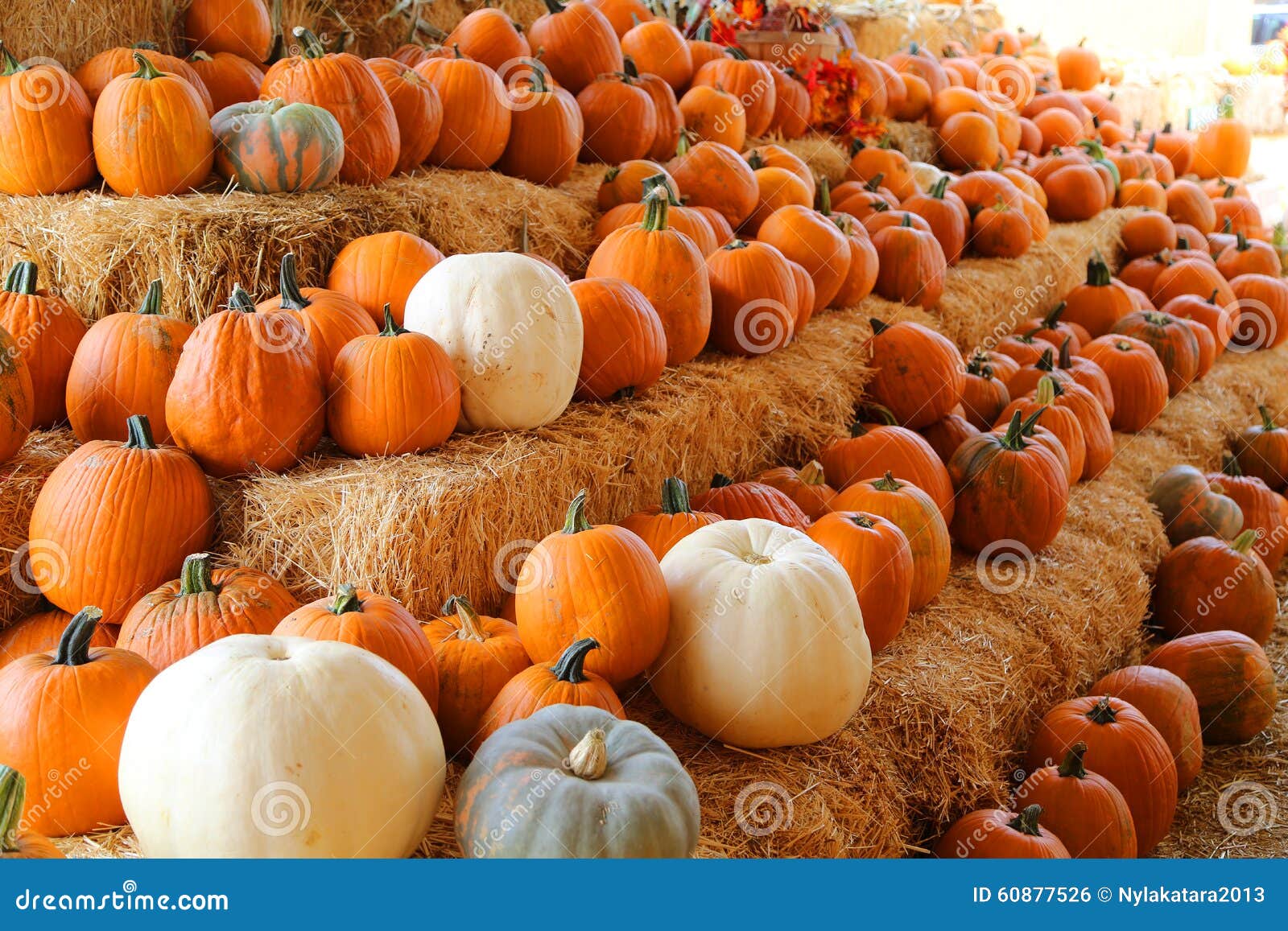 Fall Pumpkins stock photo. Image of fruit, hard, alpha - 60877526