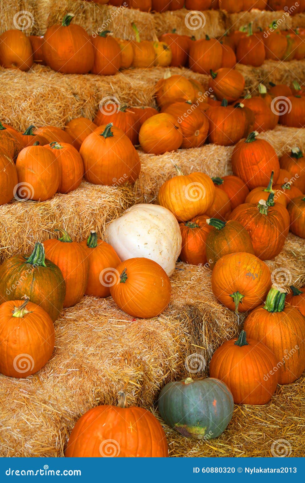 Fall Pumpkins stock photo. Image of green, hard, grow - 60880320