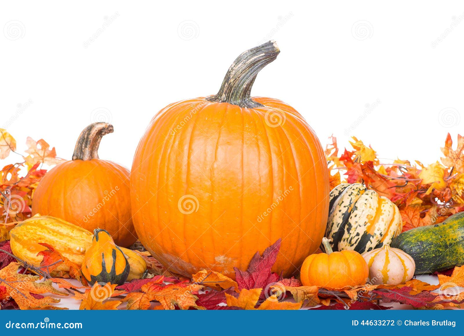 Fall Pumpkins and Squash stock photo. Image of festive - 44633272