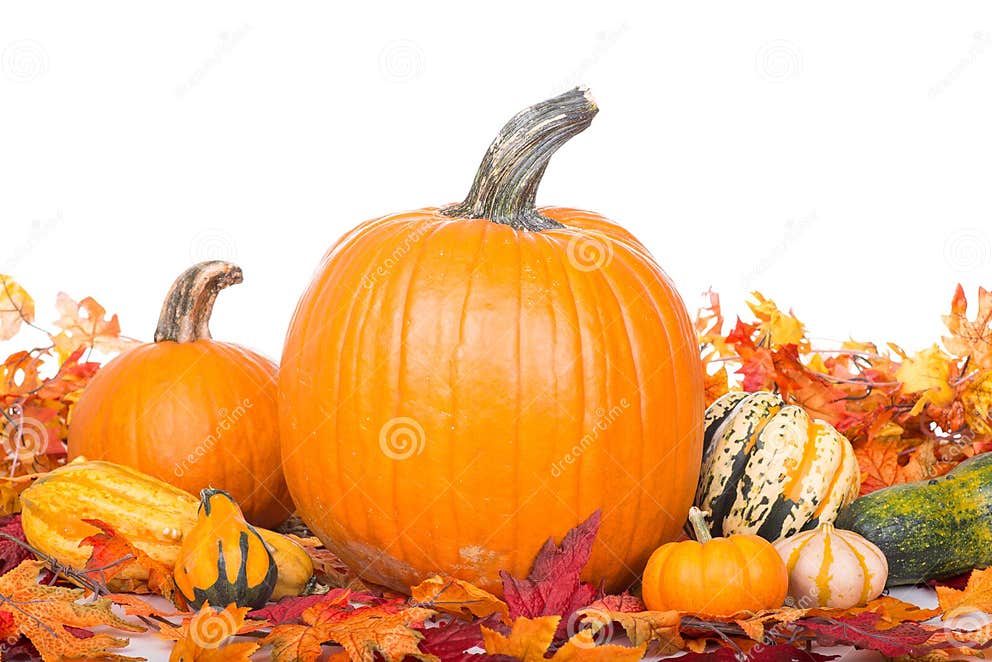 Fall Pumpkins and Squash stock photo. Image of festive - 44633272