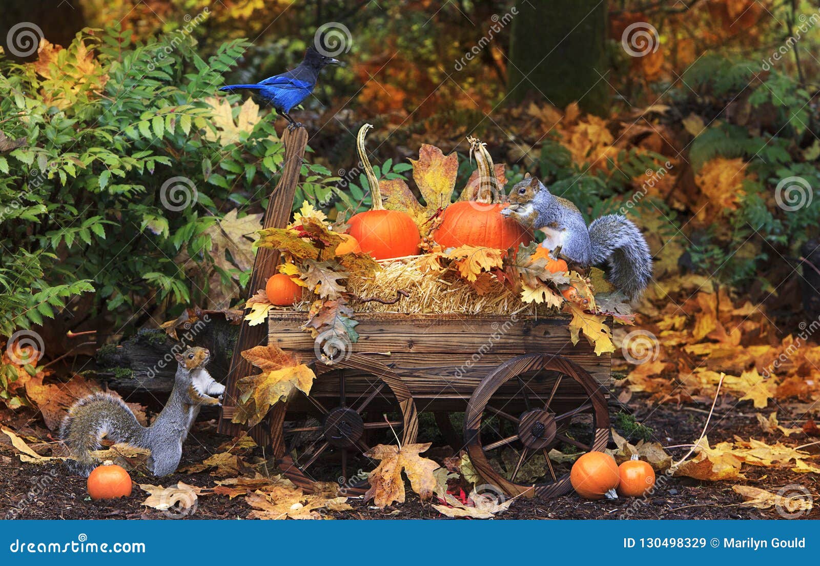 Fall Pumpkins in Wagon with Grey Squirrels and Jay Stock Image - Image ...