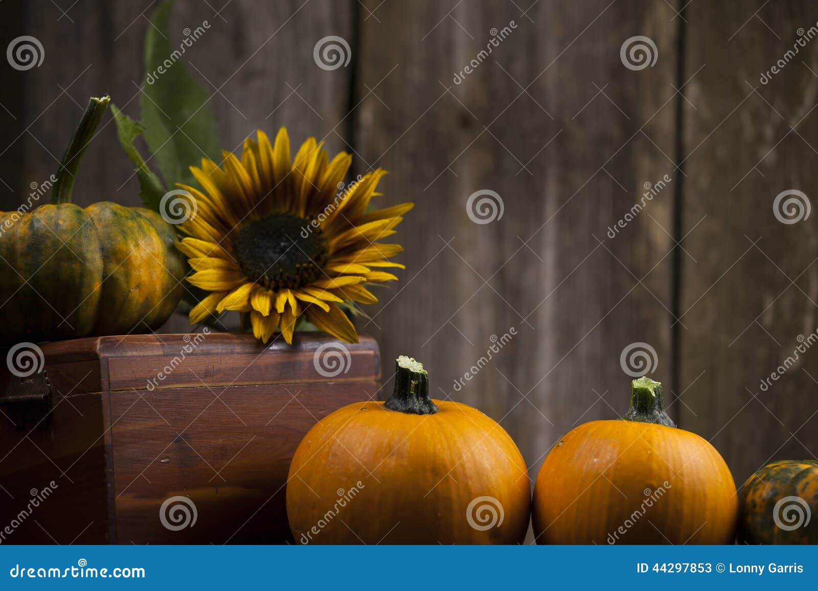Fall Pumpkins with Yellow Sunflower Stock Image - Image of october ...