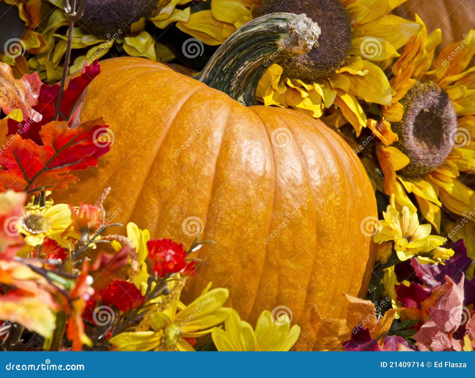 Fall pumppkin stock photo. Image of holiday, festive - 21409714