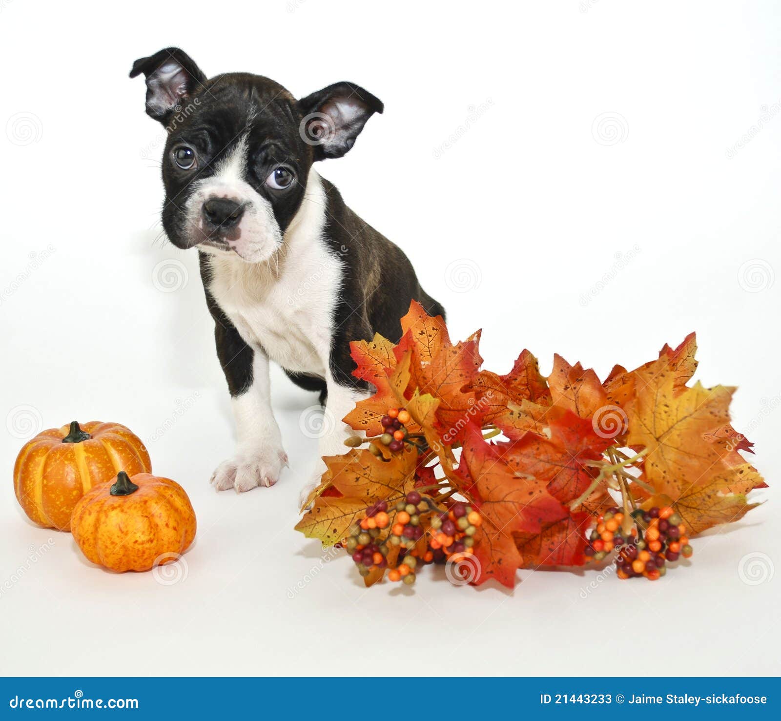 Fall Puppy stock image. Image of orange, foliage, baby - 21443233