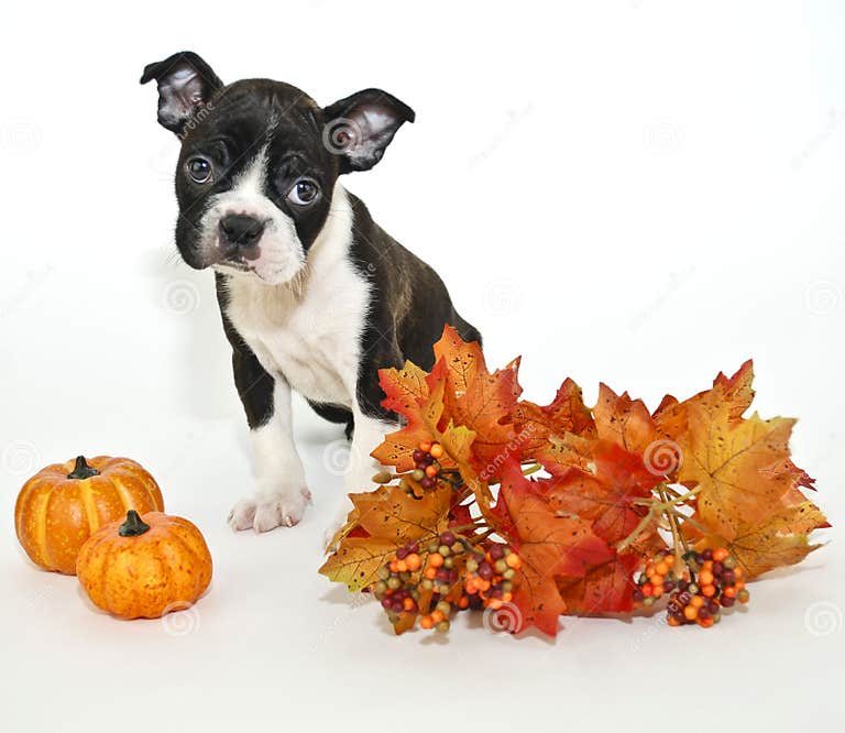 Fall Puppy stock image. Image of orange, foliage, baby - 21443233