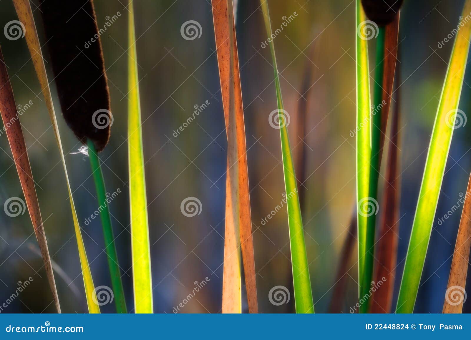 Fall Rainbow stock photo. Image of marshland, broadleaf - 22448824