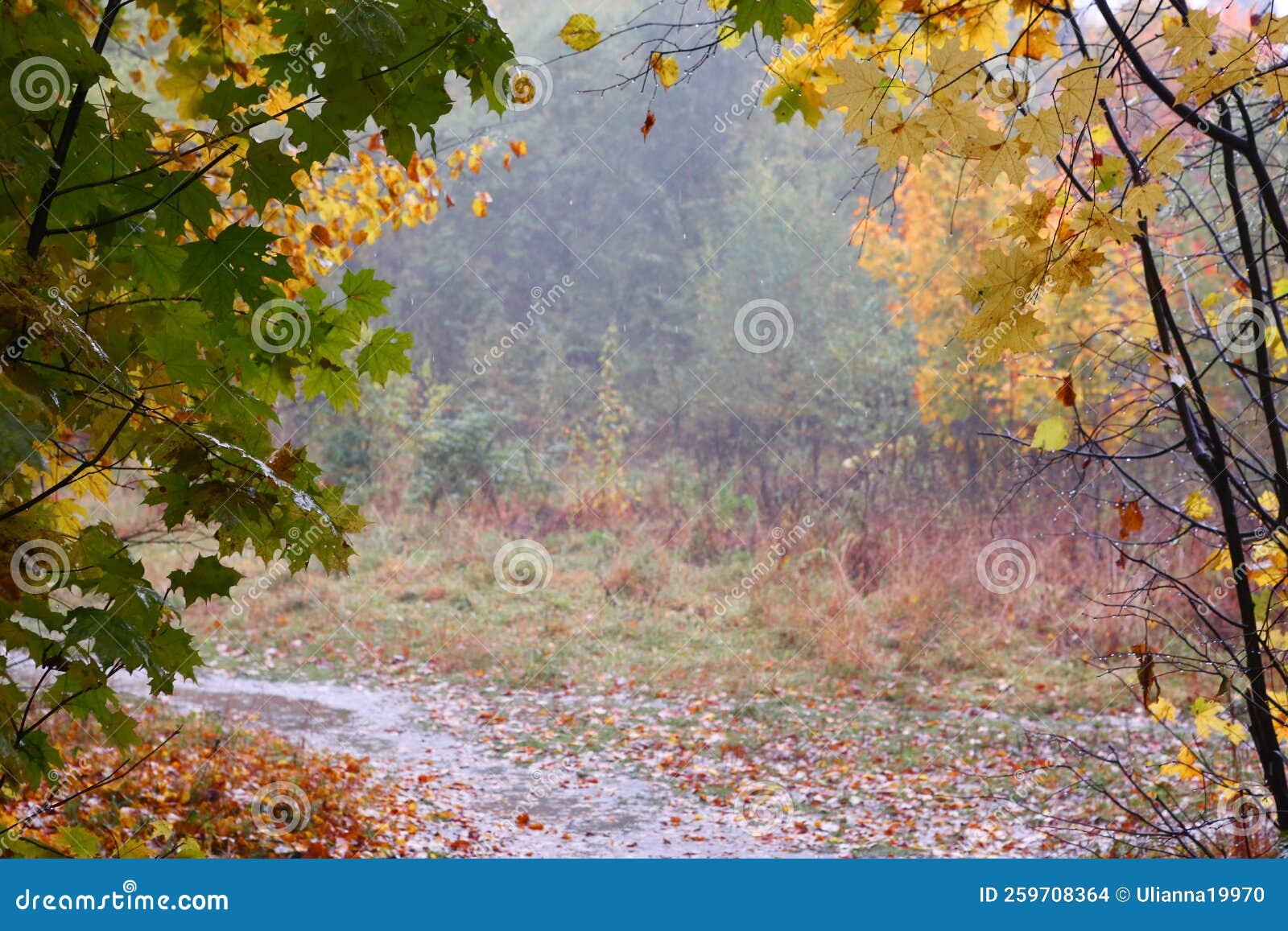 Fall Rainy Landscape with Blue Fog, Forest and Colored Leafs on the ...