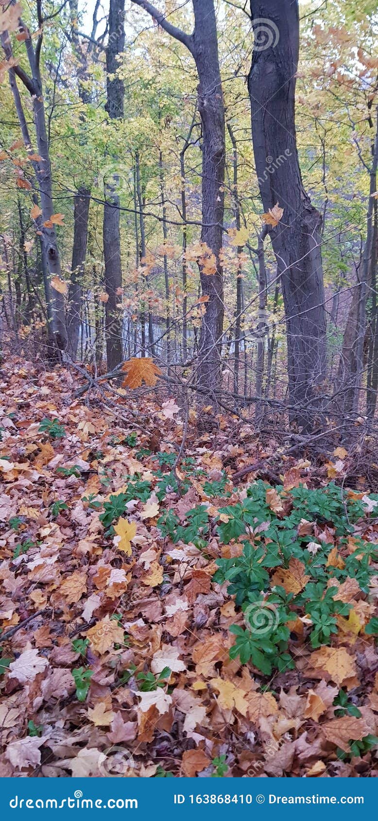 Fall Ravine with Stream Colorful Mess Stock Photo - Image of fall ...