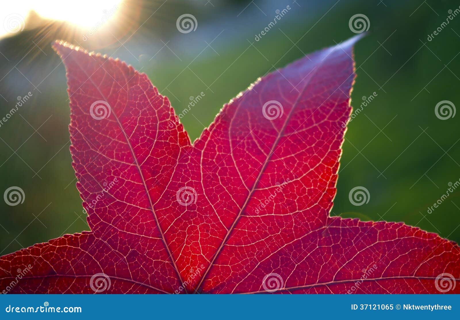 Fall red leaf stock image. Image of natural, bright, sunset - 37121065