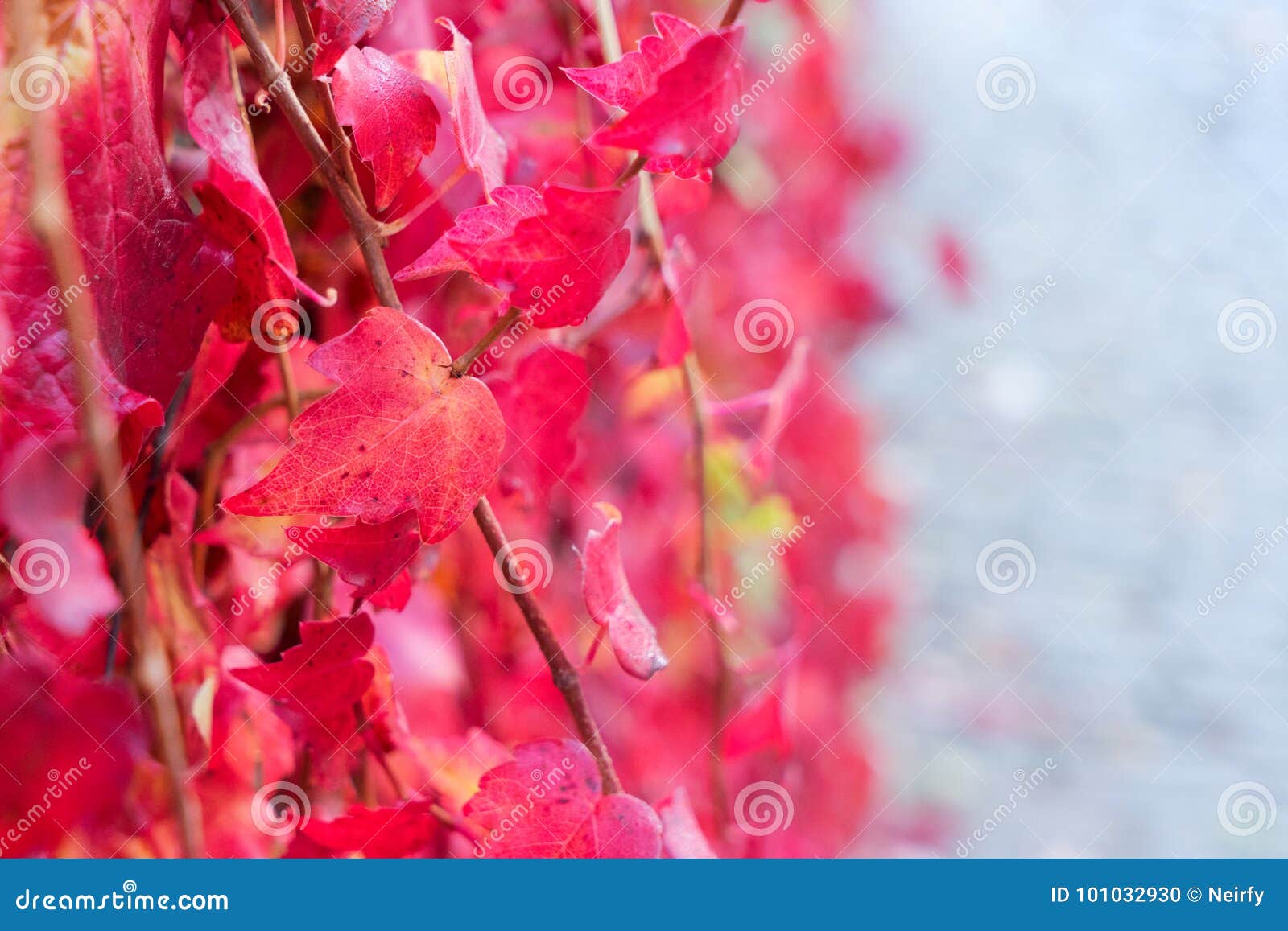Fall red leaves background stock photo. Image of concept - 101032930