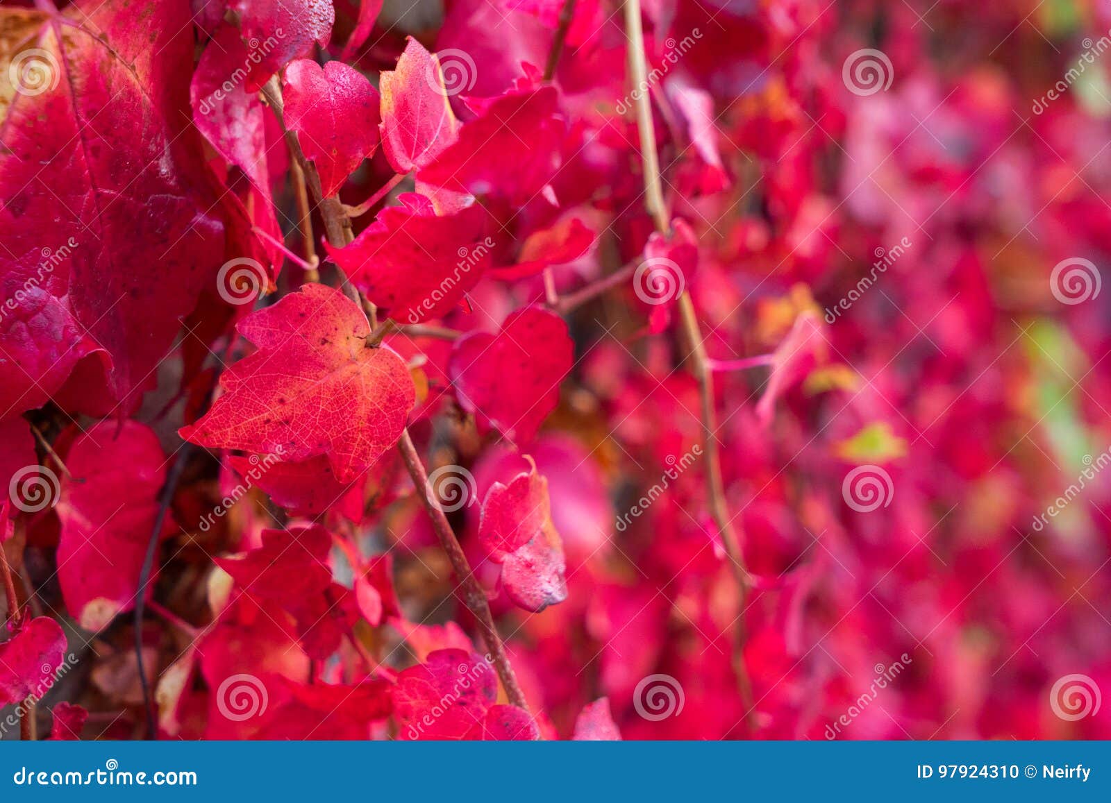 Fall red leaves background stock photo. Image of autumn - 97924310