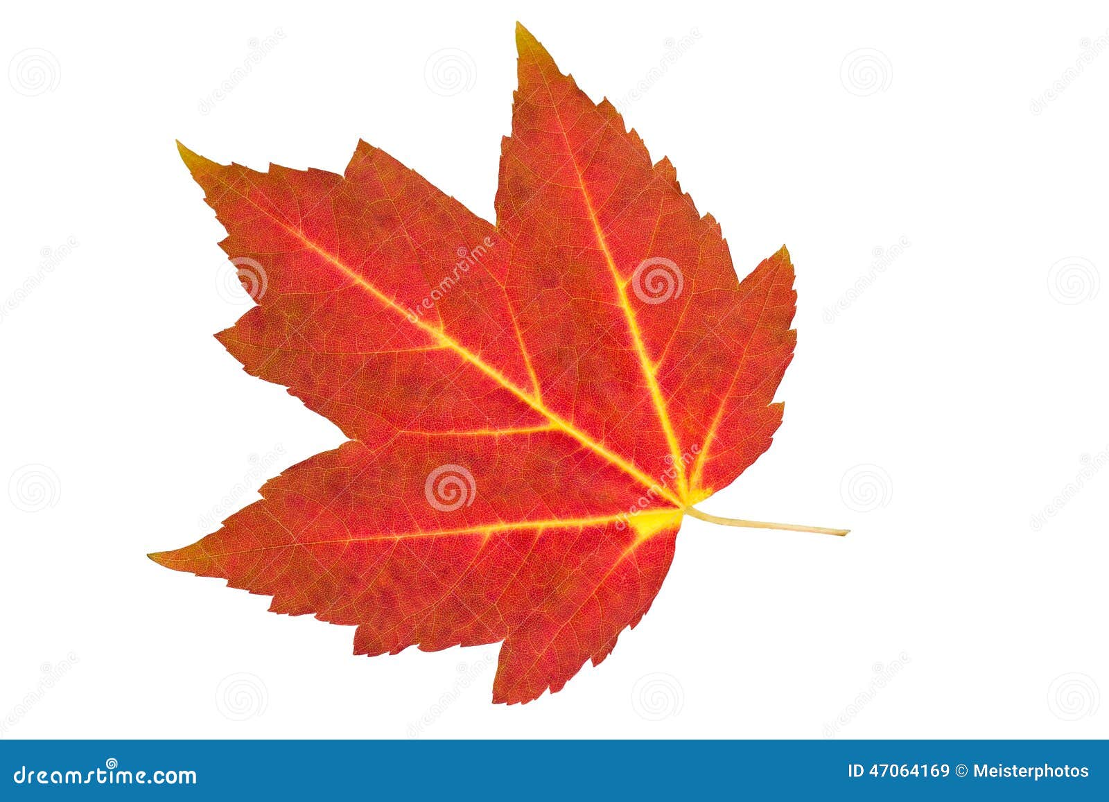 Fall Red Maple Leaf Isolated Stock Image - Image of senescence, nature ...