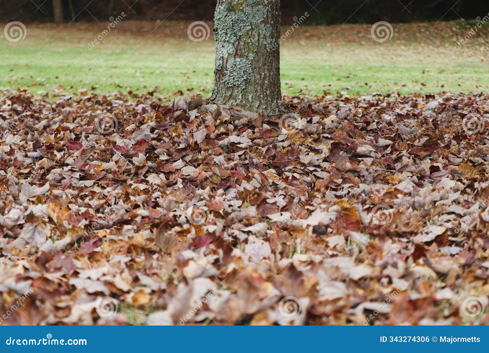 Fall Red Maple Leaf Lawn Carpet with Tree Trunk and Green Grass in ...