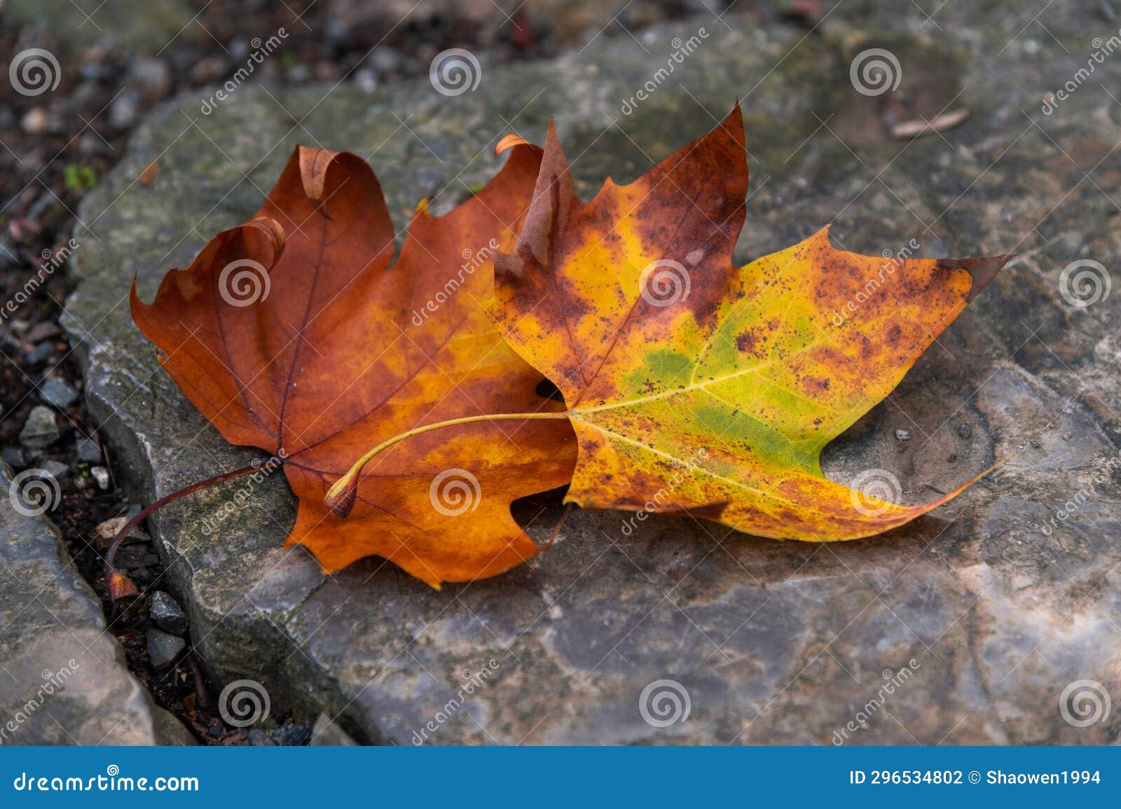 Fall red Maple leaf stock photo. Image of tree, sunlight - 296534802