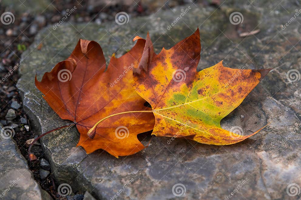 Fall red Maple leaf stock photo. Image of tree, sunlight - 296534802
