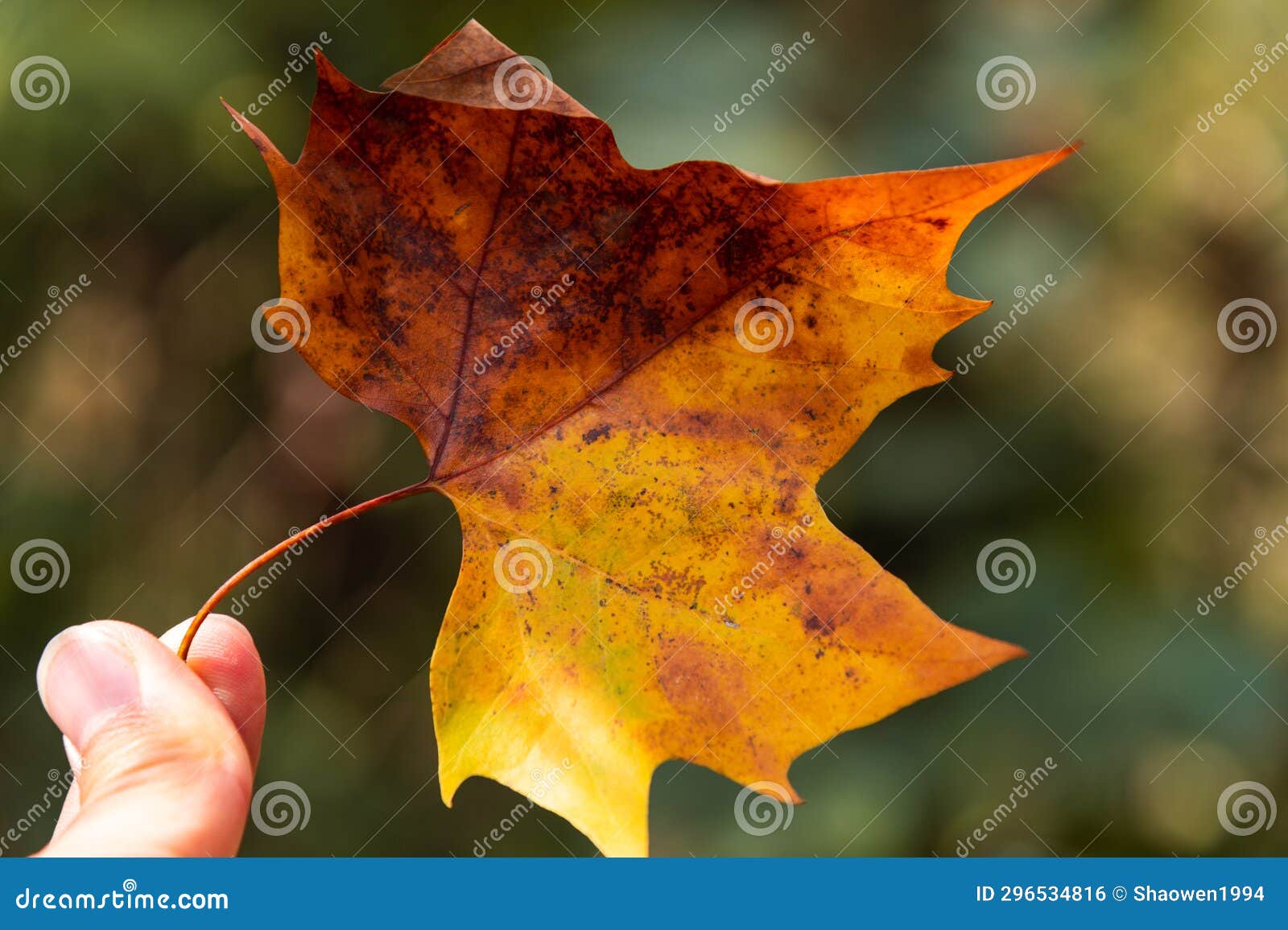 Fall red Maple leaf stock photo. Image of beam, light - 296534816
