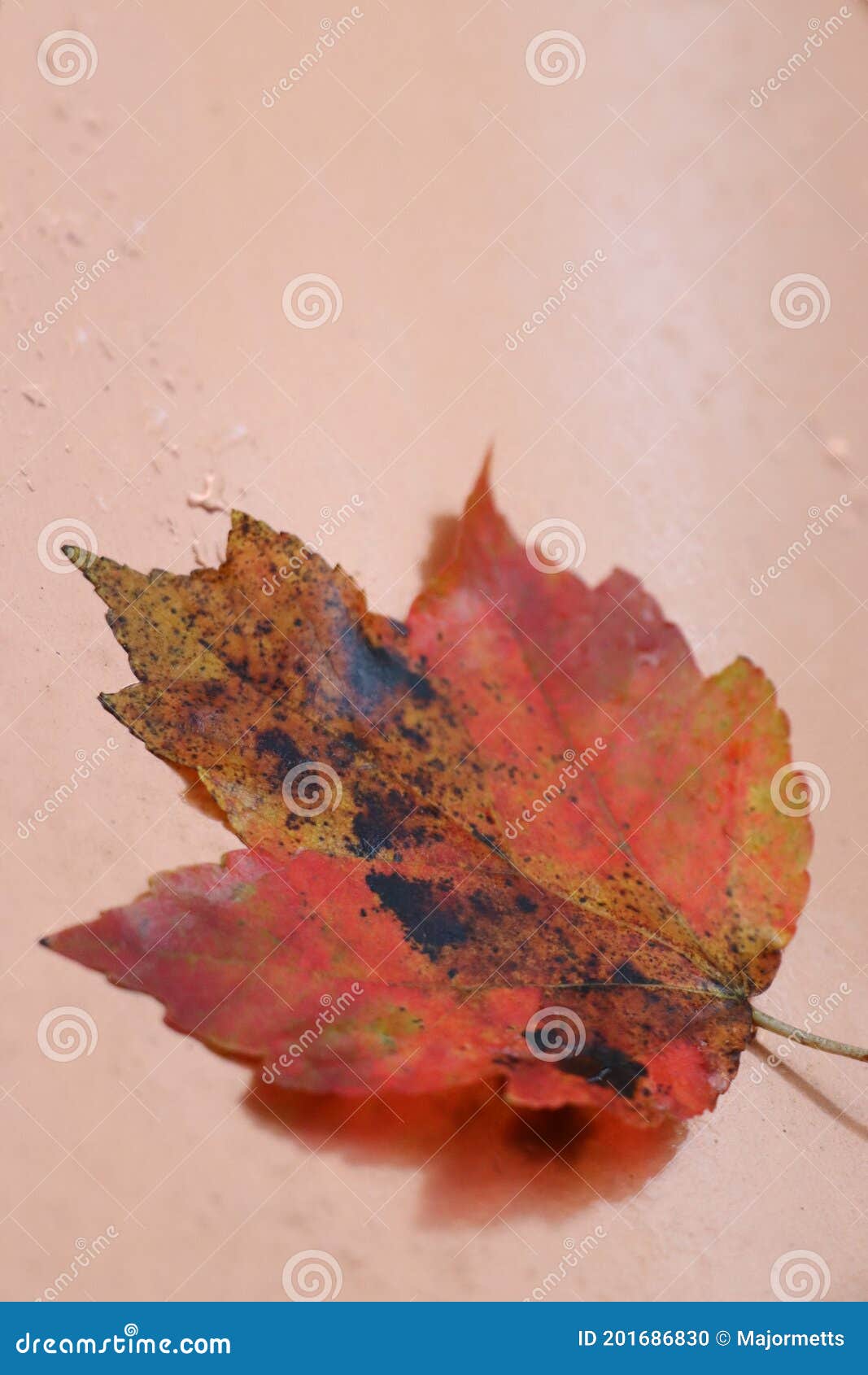 Fall Red Maple Tree Leaf on Copper Stock Photo - Image of orientation ...