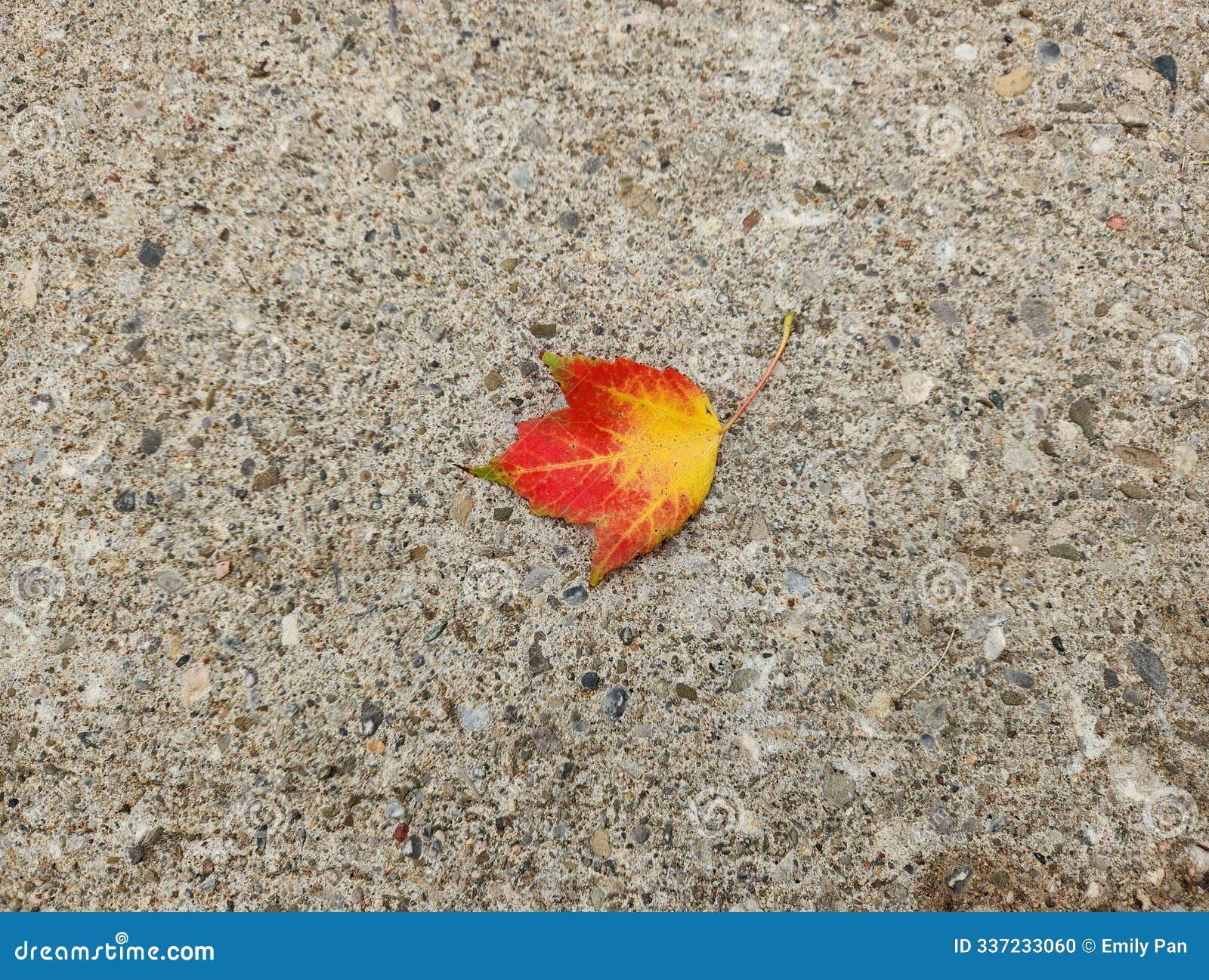 Fall Red Orange Leaf stock photo. Image of leaf, soil - 337233060