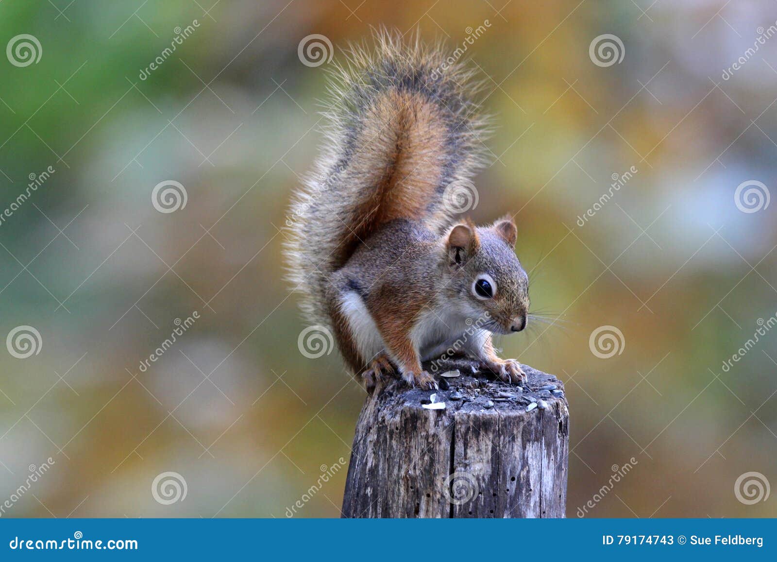 Fall Red Squirrel stock image. Image of squirrel, rodent - 79174743