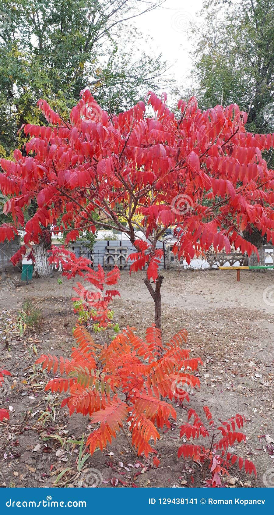 Red tree stock image. Image of fall, park, outside, tree - 129438141