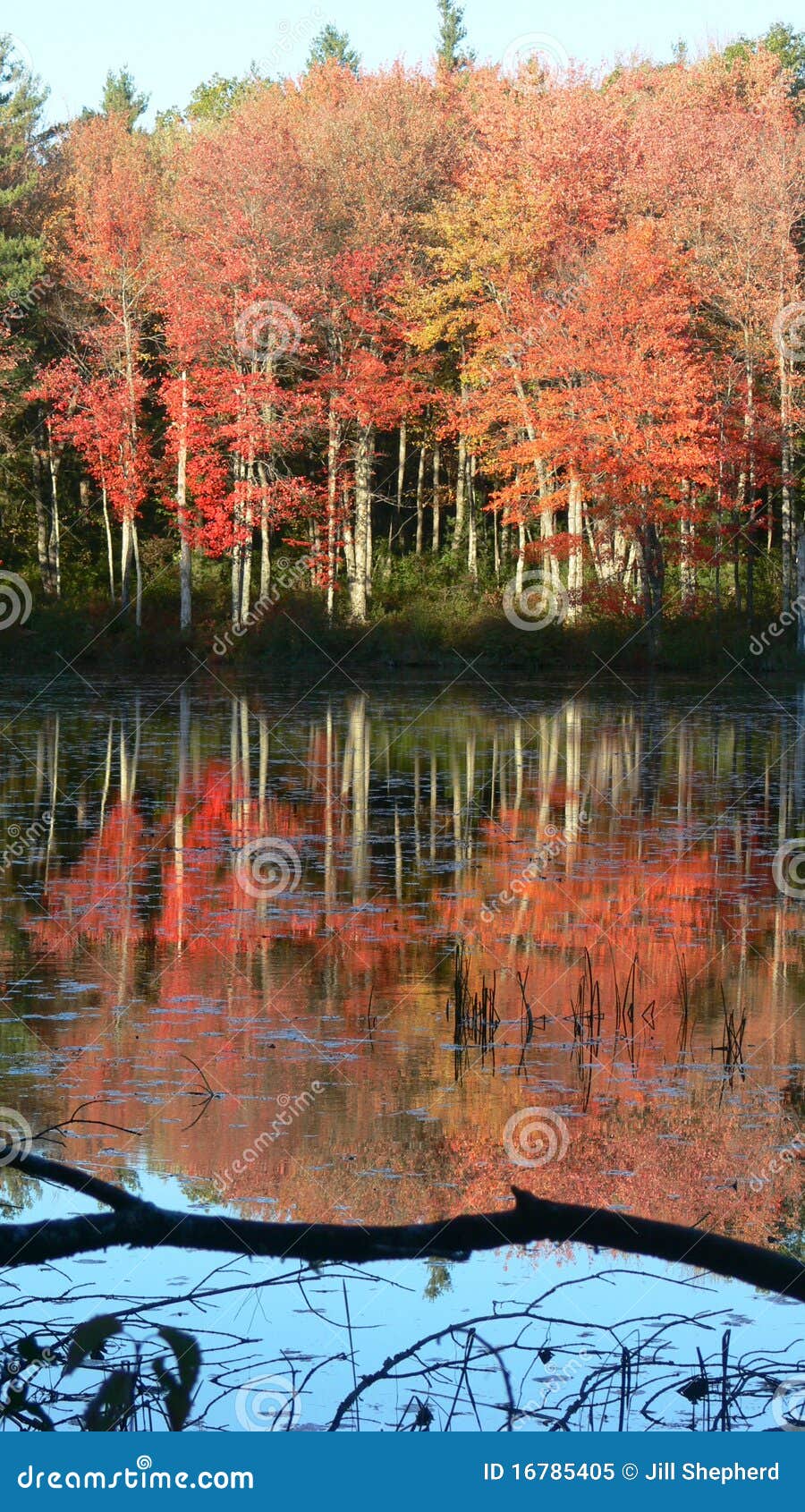 Fall: red trees reflected stock image. Image of pond - 16785405