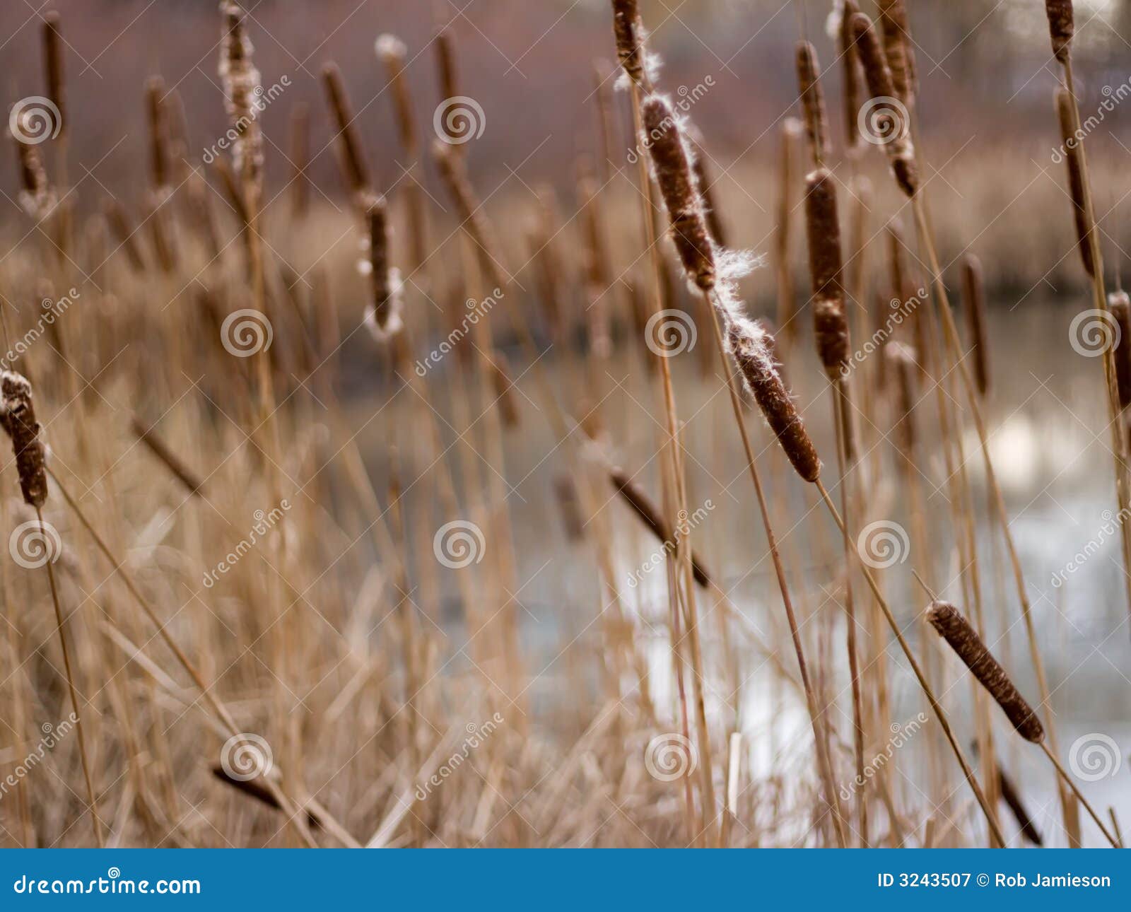 Fall Reeds Picture. Image: 3243507