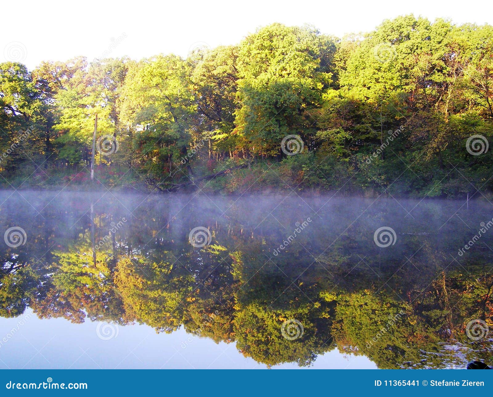 Fall Reflection stock image. Image of plants, tree, lake - 11365441