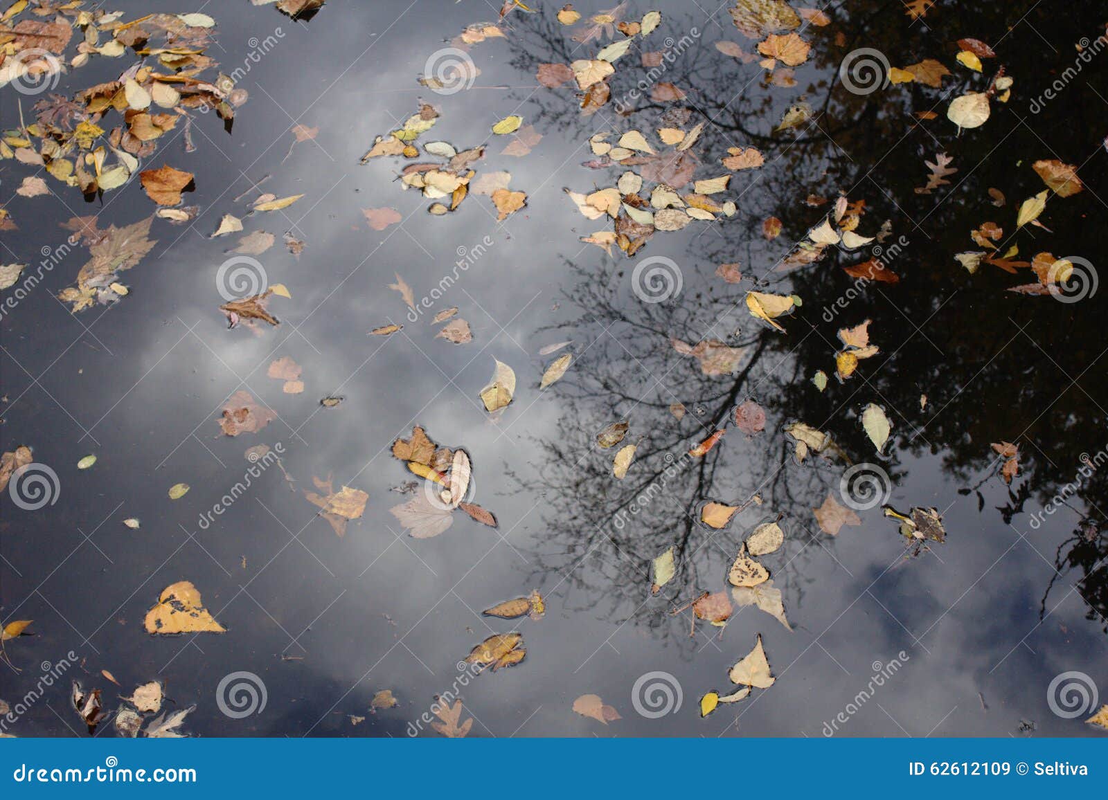 Fall Reflection stock image. Image of wood, season, outdoors - 62612109