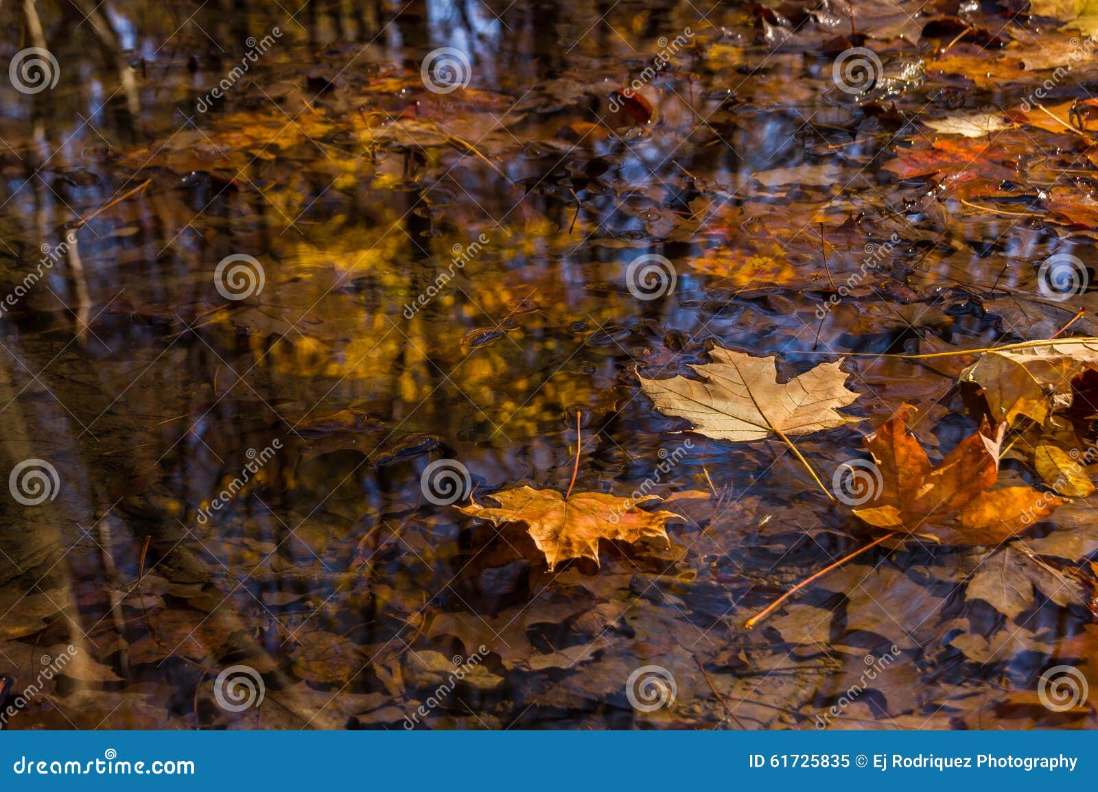 Fall reflections. stock image. Image of america, orange - 61725835