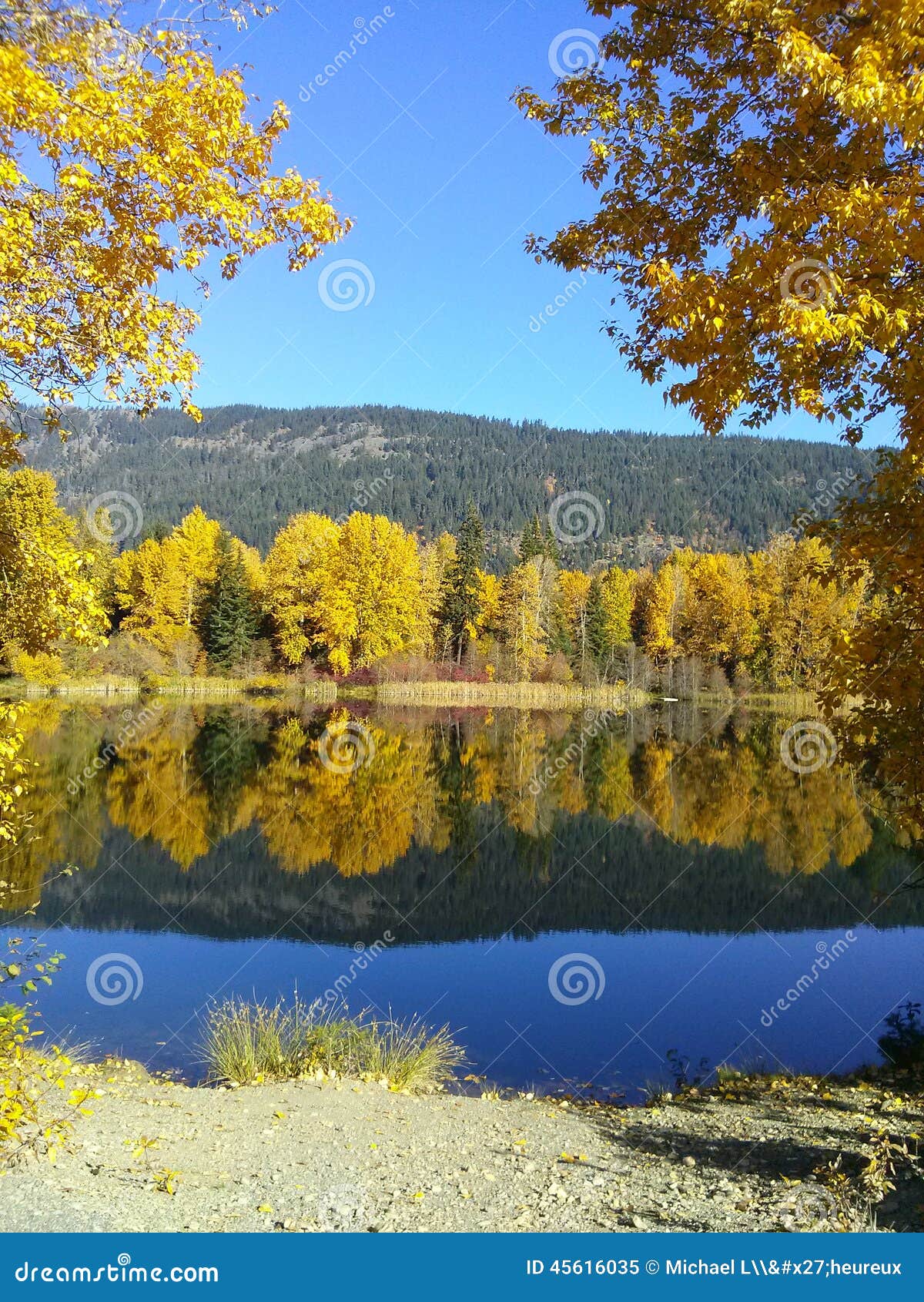Fall reflections stock image. Image of larch, river, wetland - 45616035
