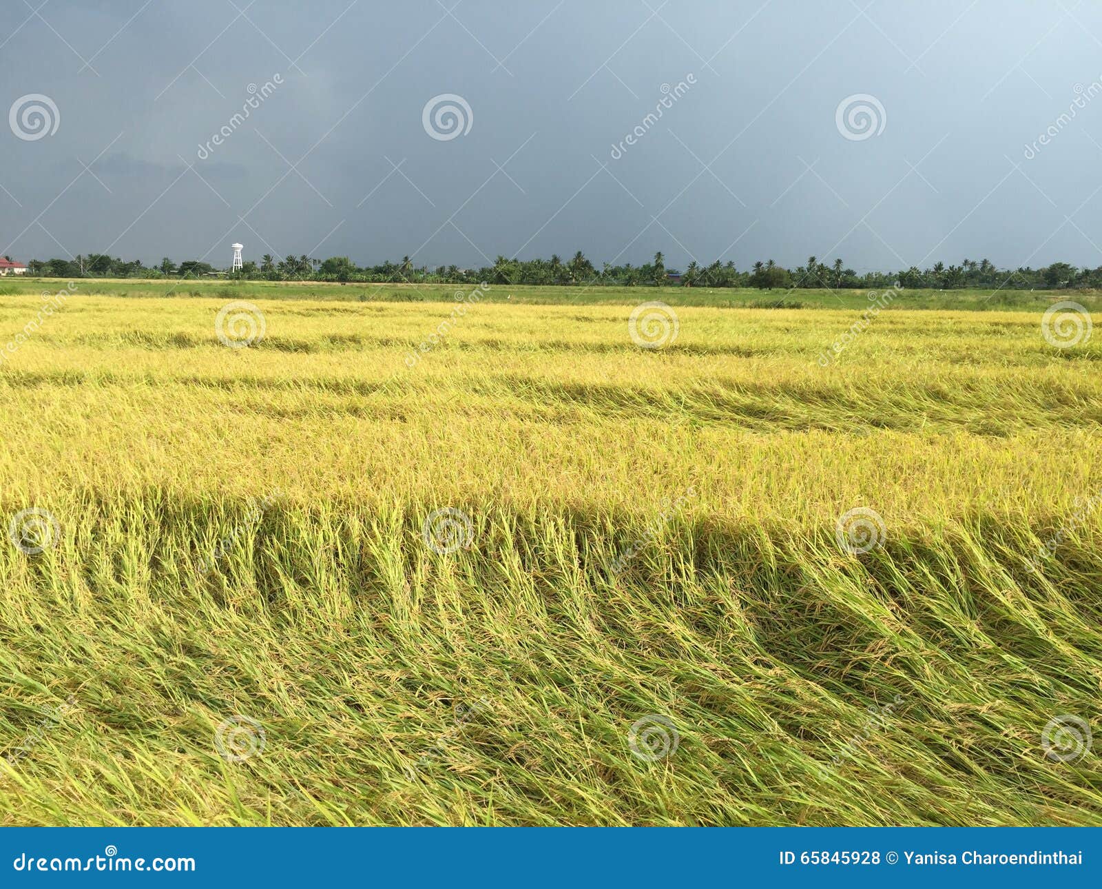 Fall Rice Field Under Cloudy Sky Stock Photo - Image of fall, padding ...