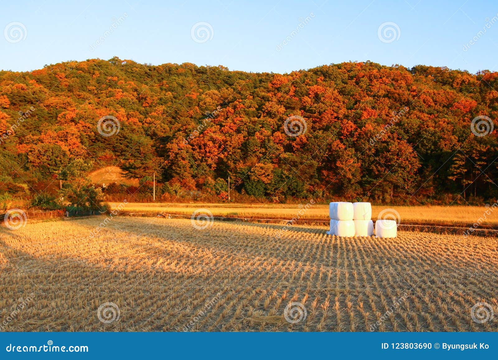 Fall ripe rice field stock photo. Image of sunset, outdoor - 123803690