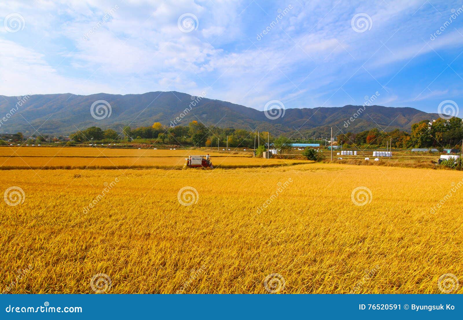Fall ripe rice field stock image. Image of business, plantation - 76520591