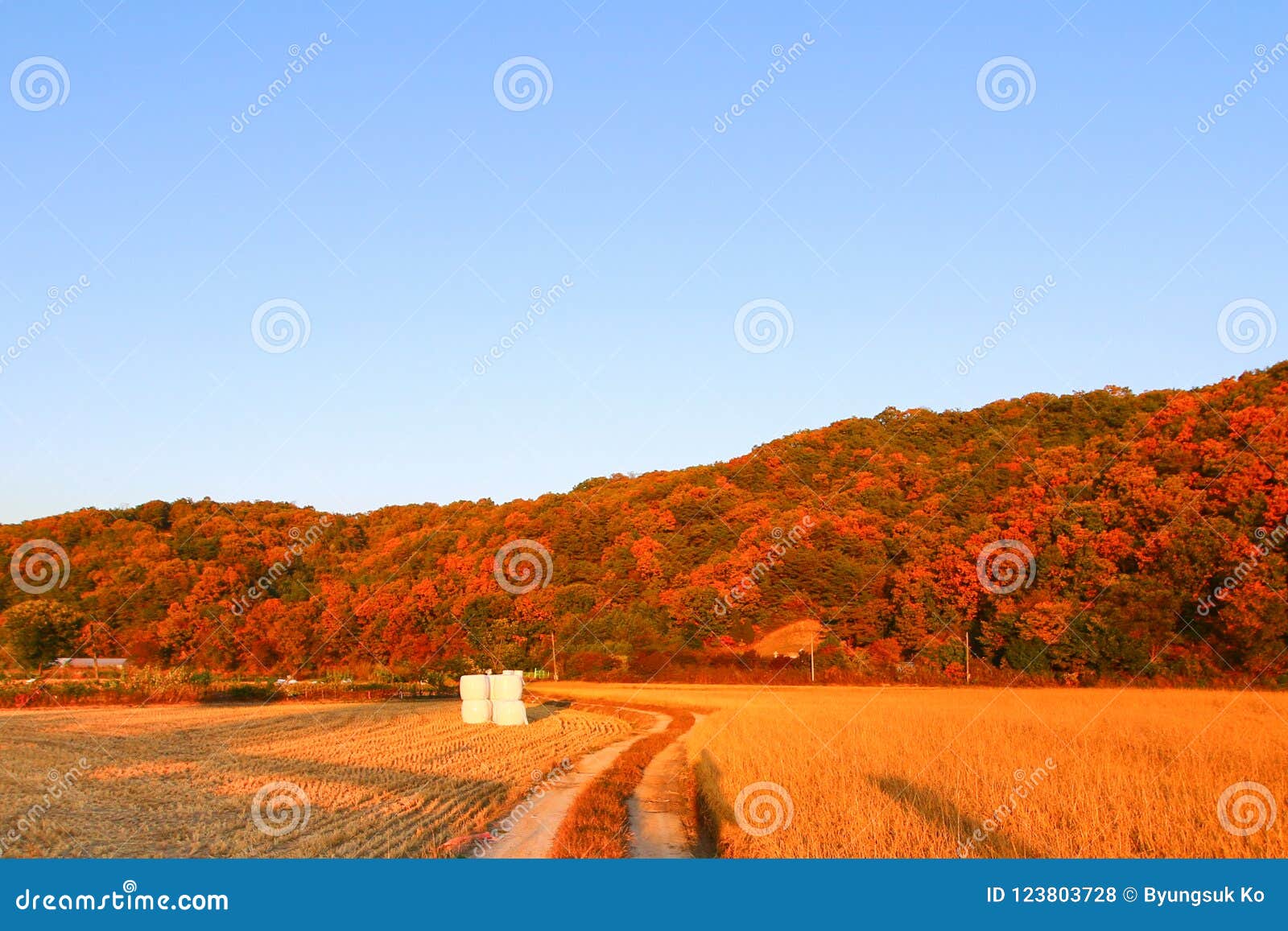Fall ripe rice field stock photo. Image of asia, forest - 123803728