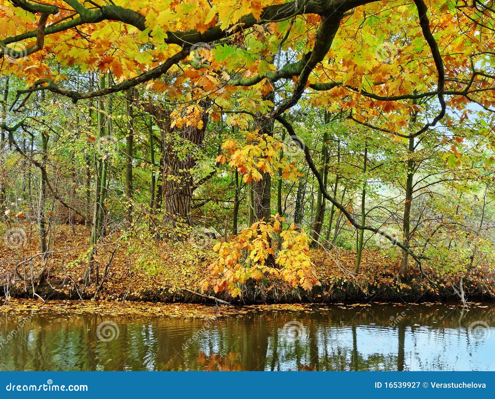 Fall river stock image. Image of nature, colored, peaceful - 16539927