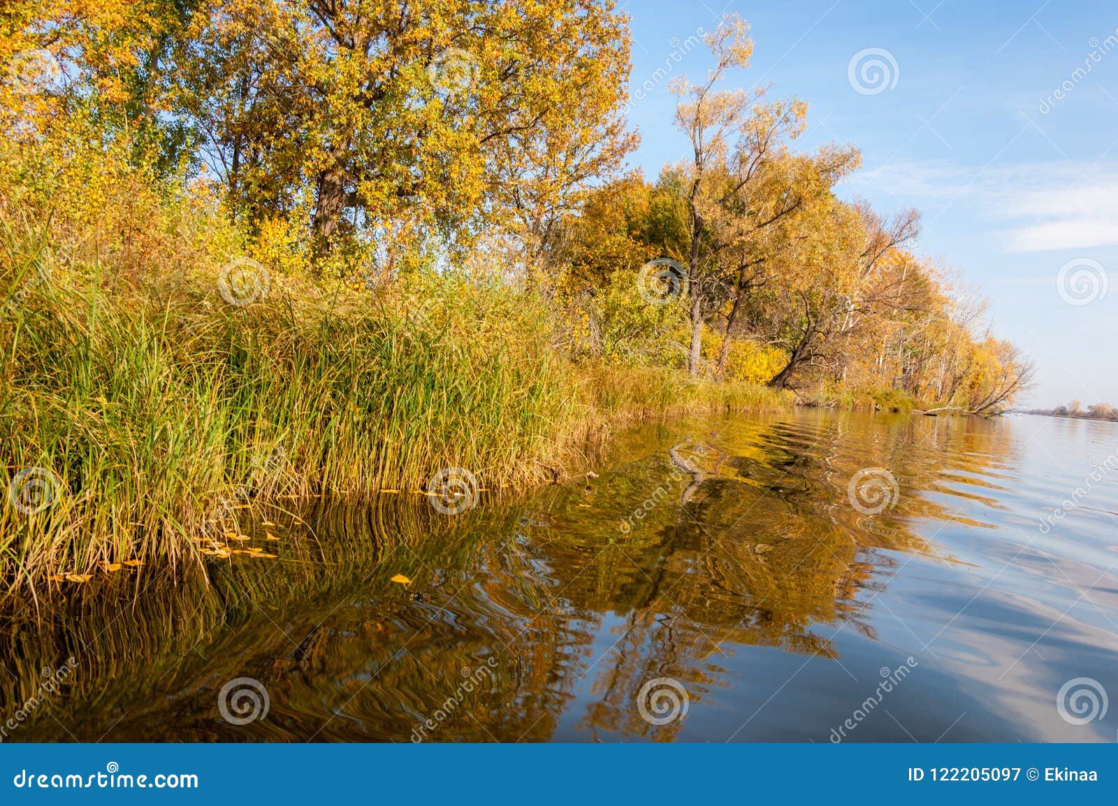 Fall River, Autumn Trees in Gold Stock Image - Image of bright, color ...