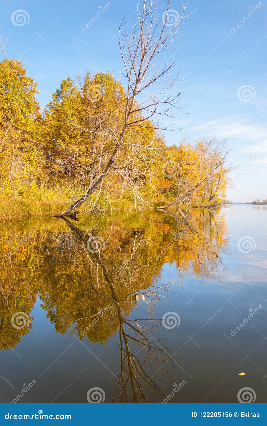 Fall River, Autumn Trees in Gold Stock Photo - Image of quiet, outdoor ...
