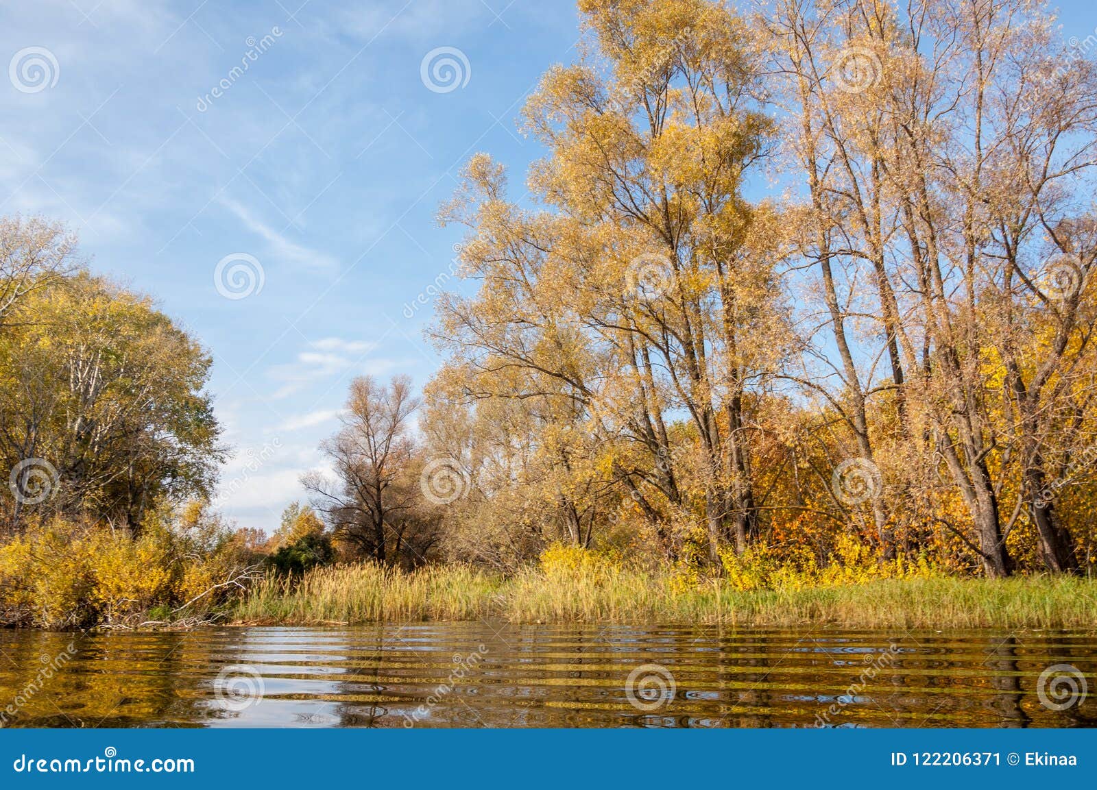 Fall River, Autumn Trees in Gold Stock Image - Image of idyllic, orange ...