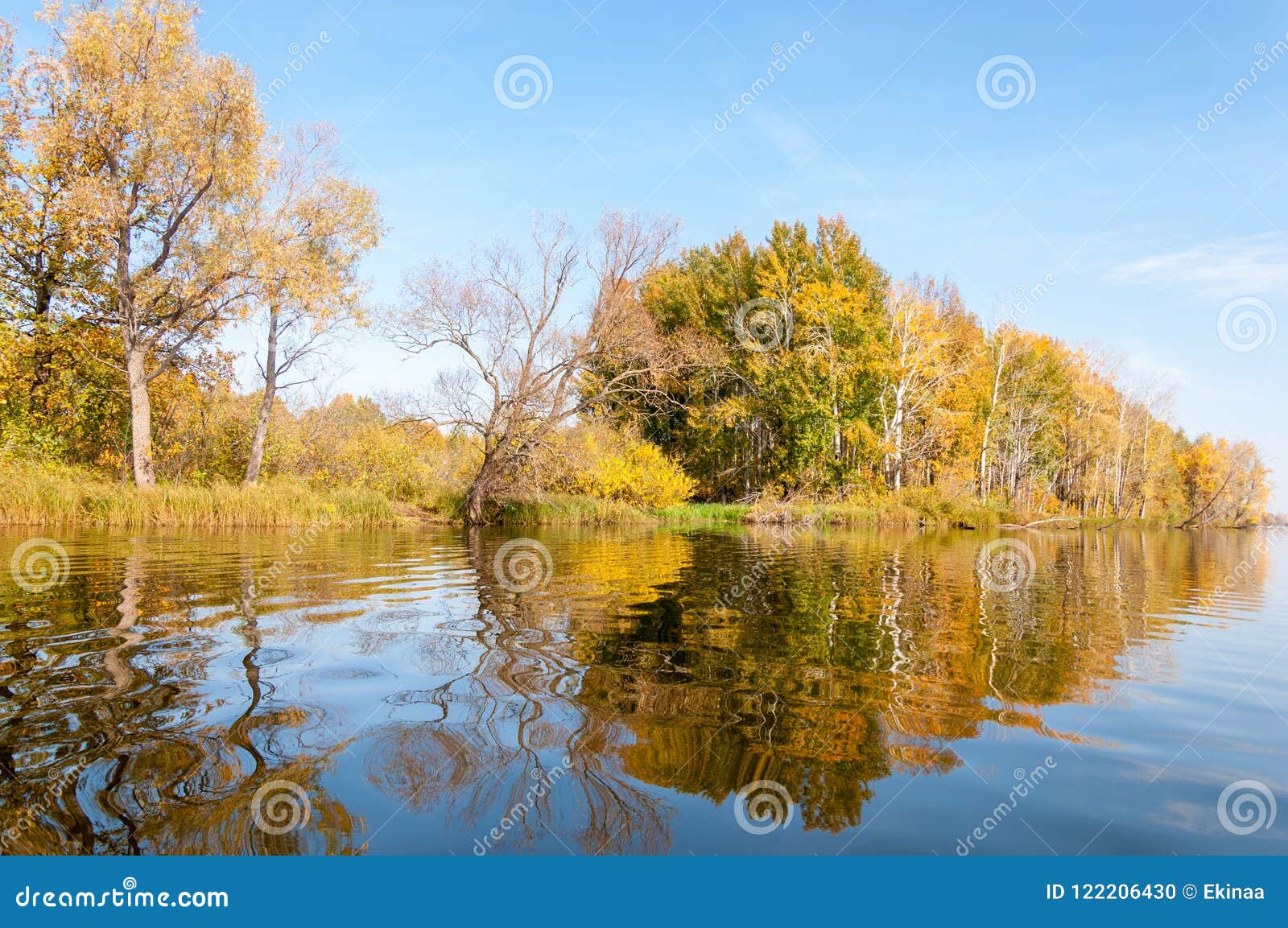 Fall River, Autumn Trees in Gold Stock Photo - Image of foliage ...