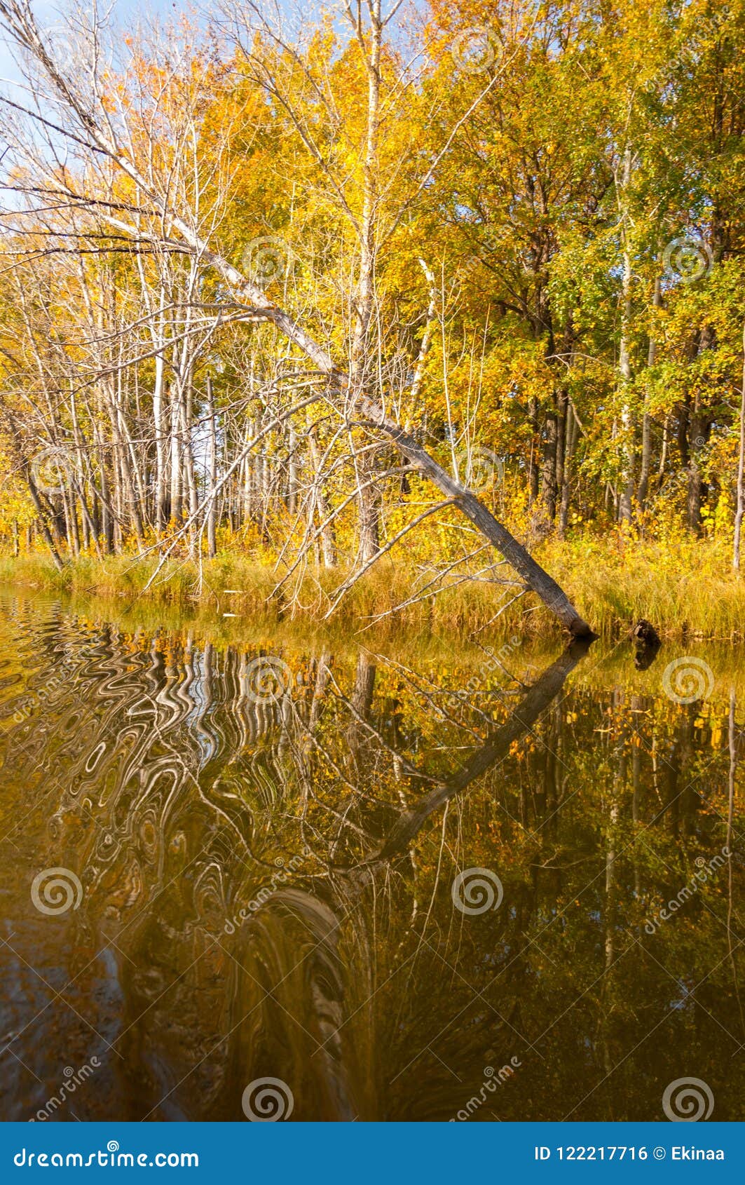 Fall River, Autumn Trees in Gold Stock Photo - Image of color, leaf ...