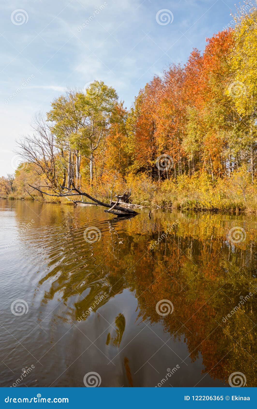 Fall River, Autumn Trees in Gold Stock Image - Image of branch, nature ...