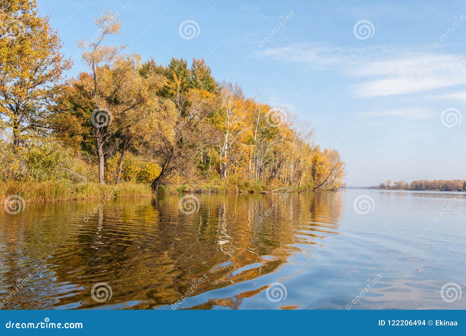 Fall River, Autumn Trees in Gold Stock Photo - Image of nature, forest ...