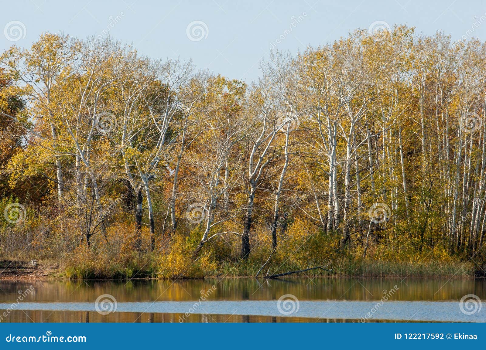 Fall River, Autumn Trees in Gold Stock Photo - Image of blue, idyllic ...