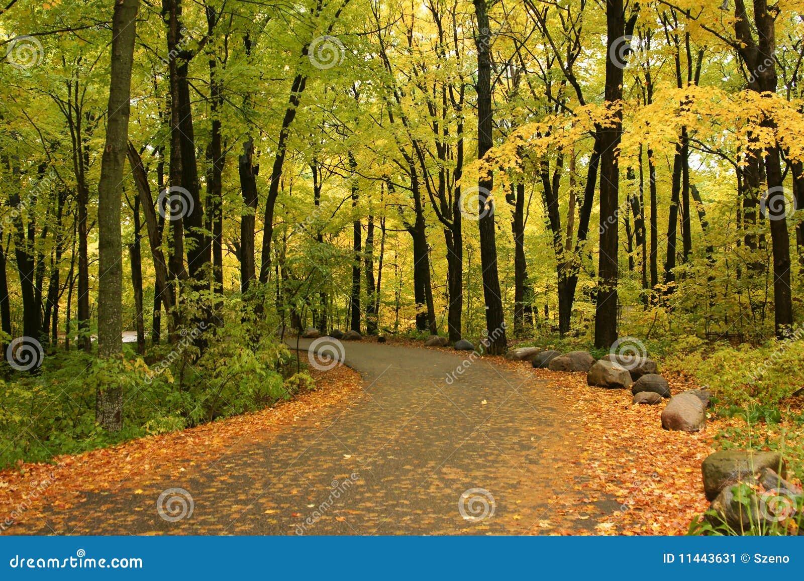Fall Road stock image. Image of leaves, autumn, curved - 11443631
