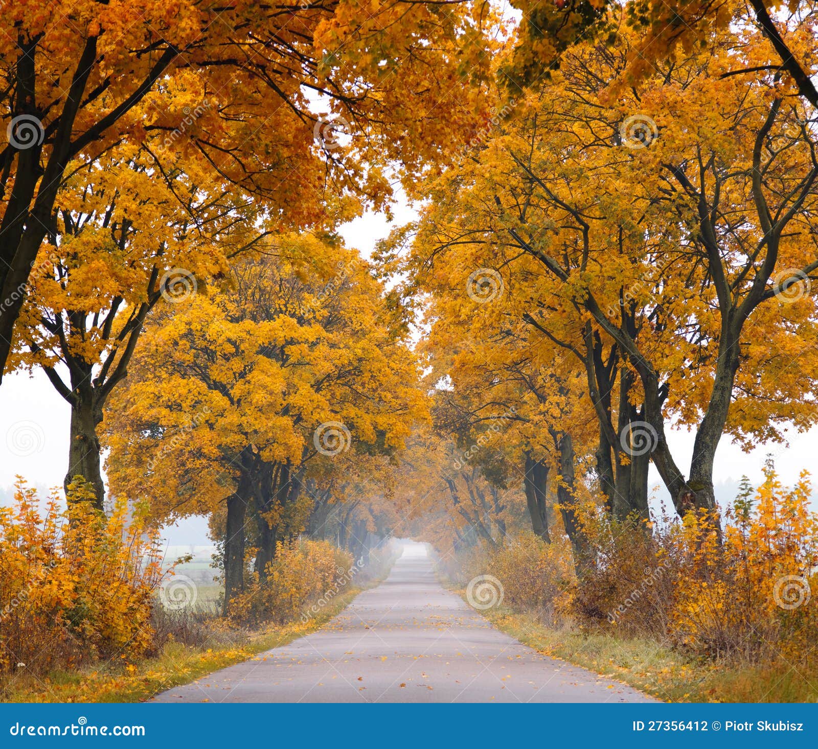 Fall road. stock photo. Image of environment, leaves - 27356412
