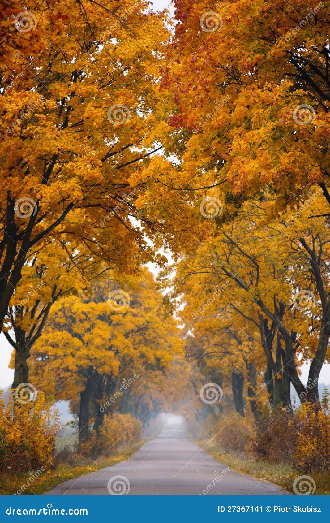 Fall road. stock image. Image of environment, maple, outdoors - 27367141