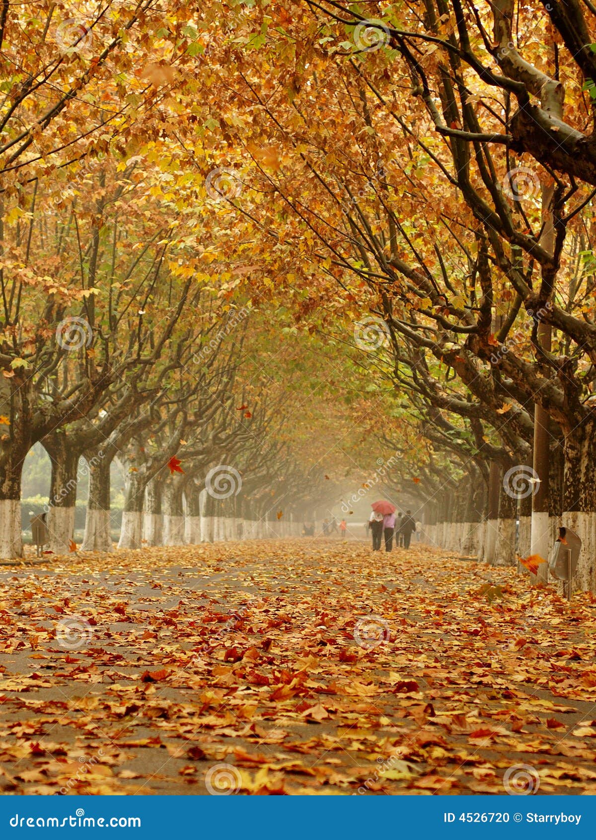 Fall Road stock photo. Image of beauty, color, footpath - 4526720