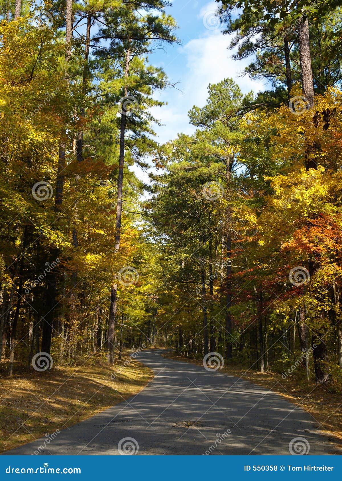 Fall Road stock photo. Image of trees, seasons, nature - 550358