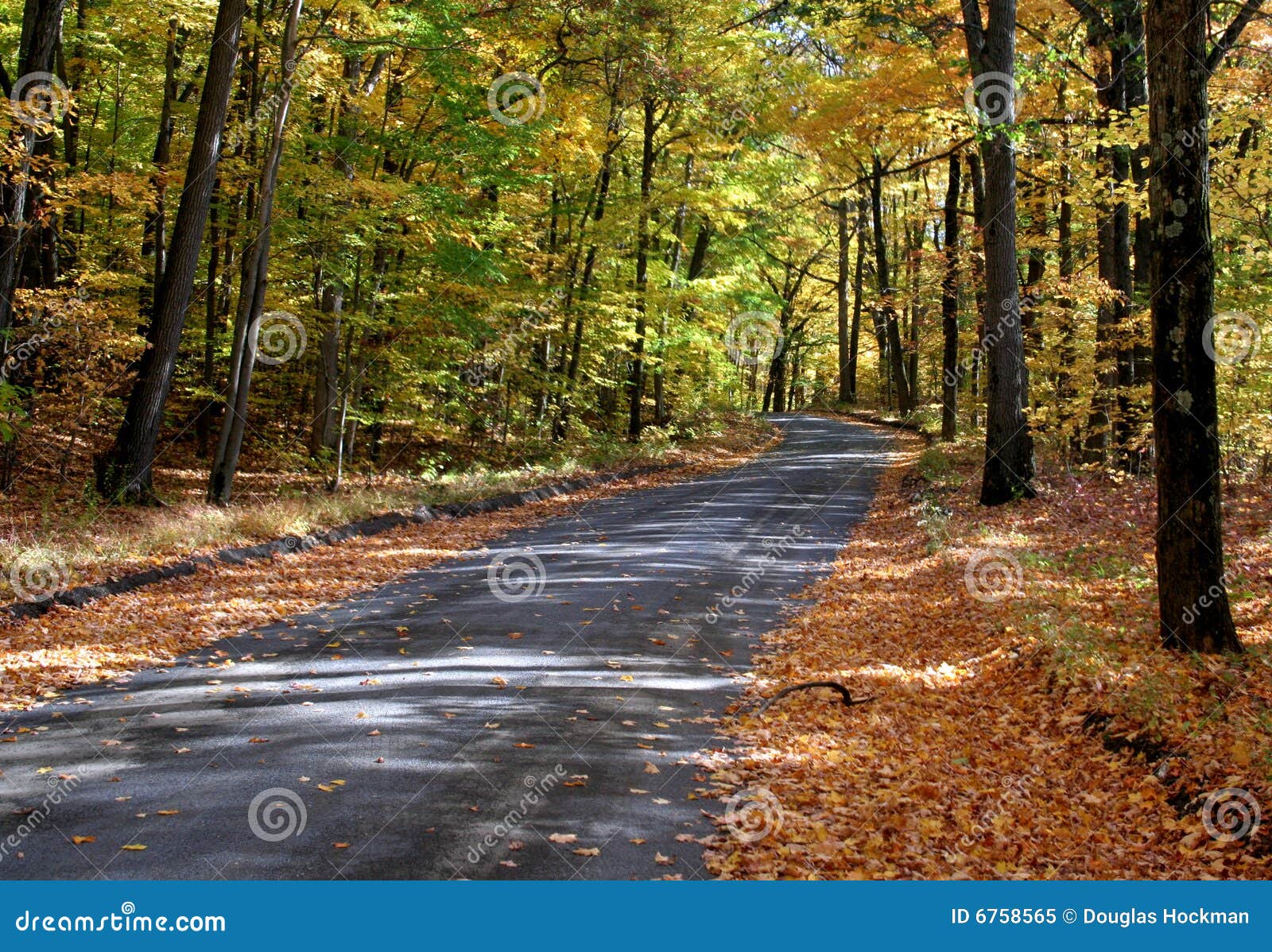 Fall Road stock image. Image of woods, road, forest, yellow - 6758565